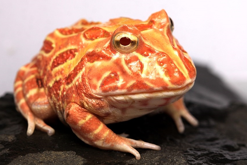Żaba rogata. Zwierzak dla geeka - GikLik